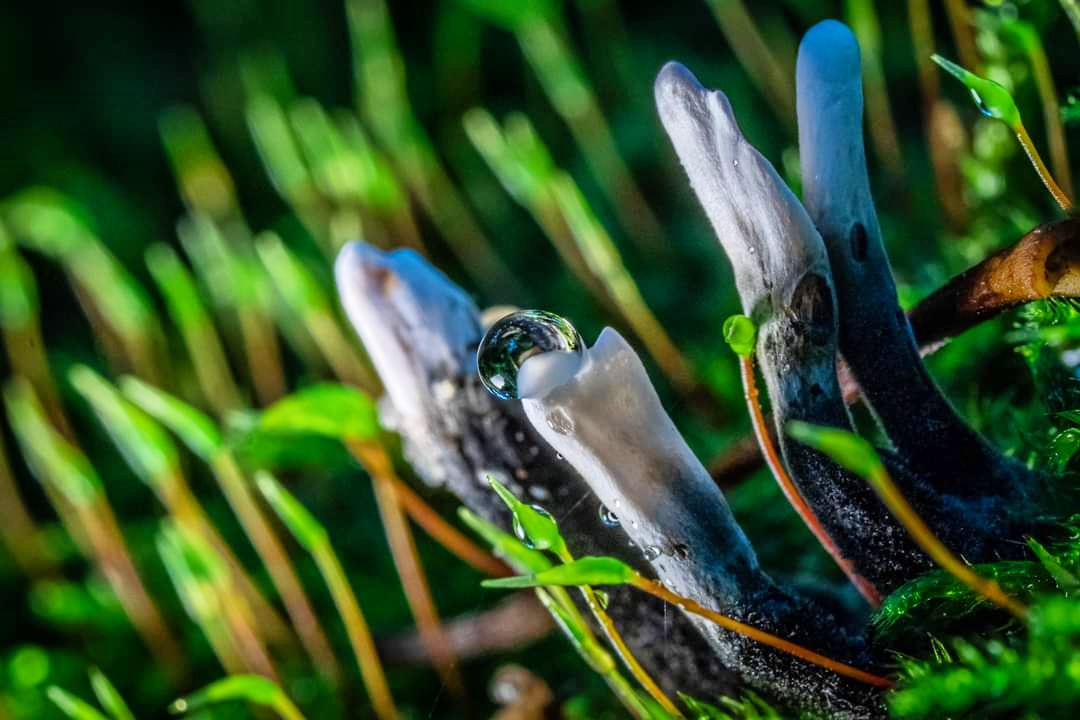 WalkNorfolk - Pathmakers