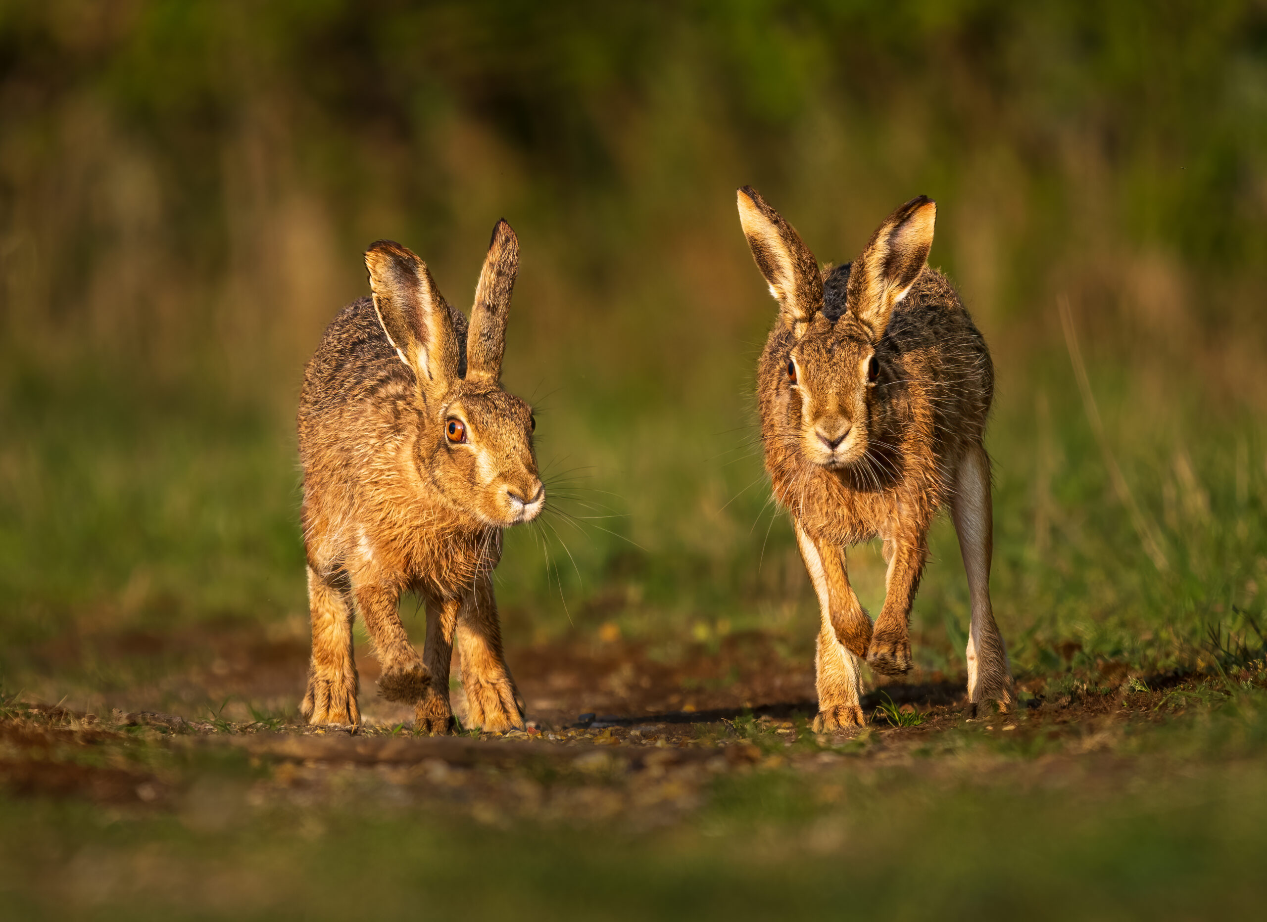 Public Transport in Norfolk - Pathmakers
