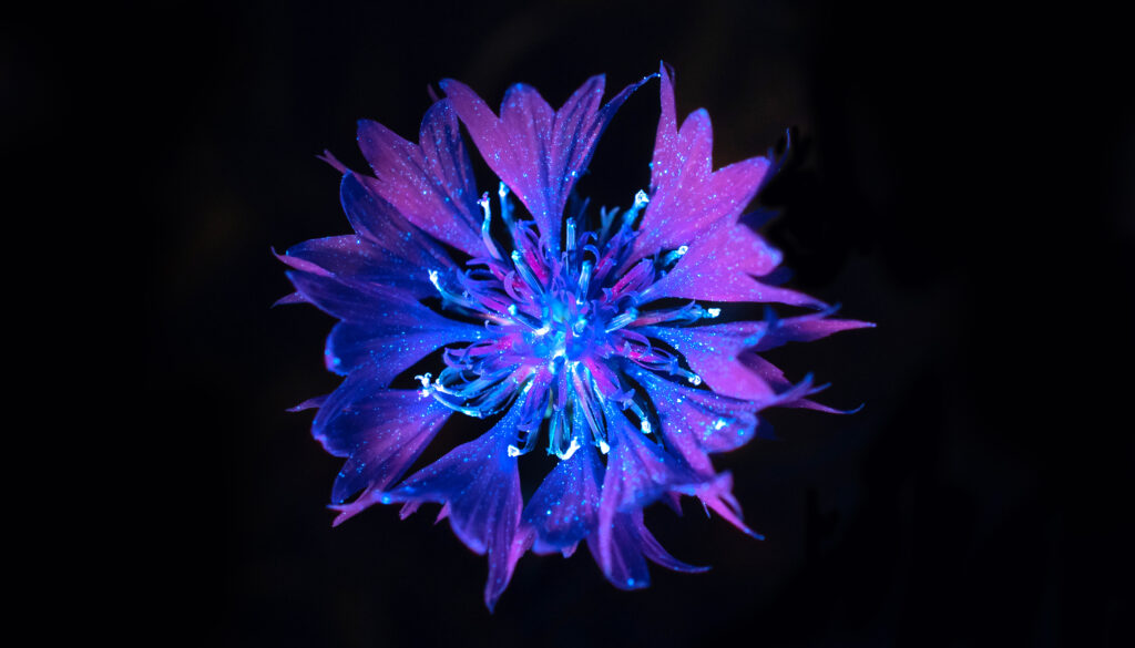 Biofluorescence: A hidden form of communication in nature - Pathmakers