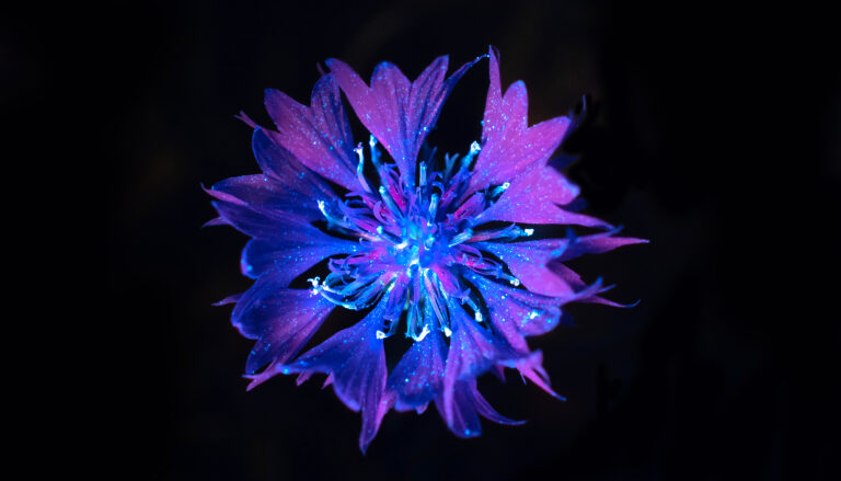 Biofluorescence: A hidden form of communication in nature - Pathmakers